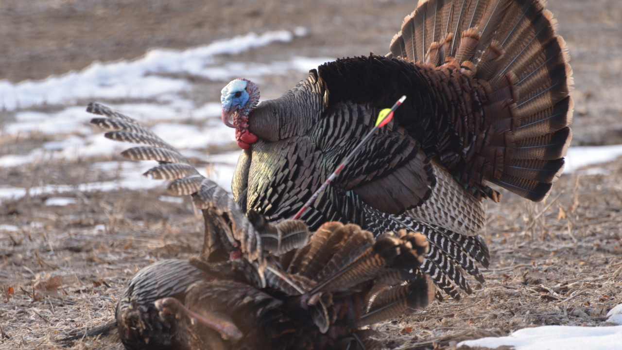 Bowhunting turkeys: where to shoot | PREP